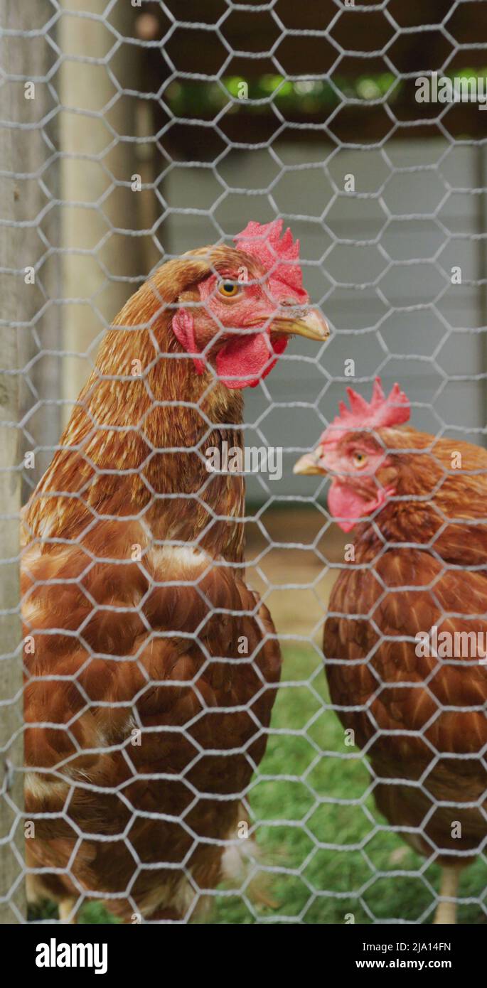 Chickens seen chicken farm hi-res stock photography and images - Alamy