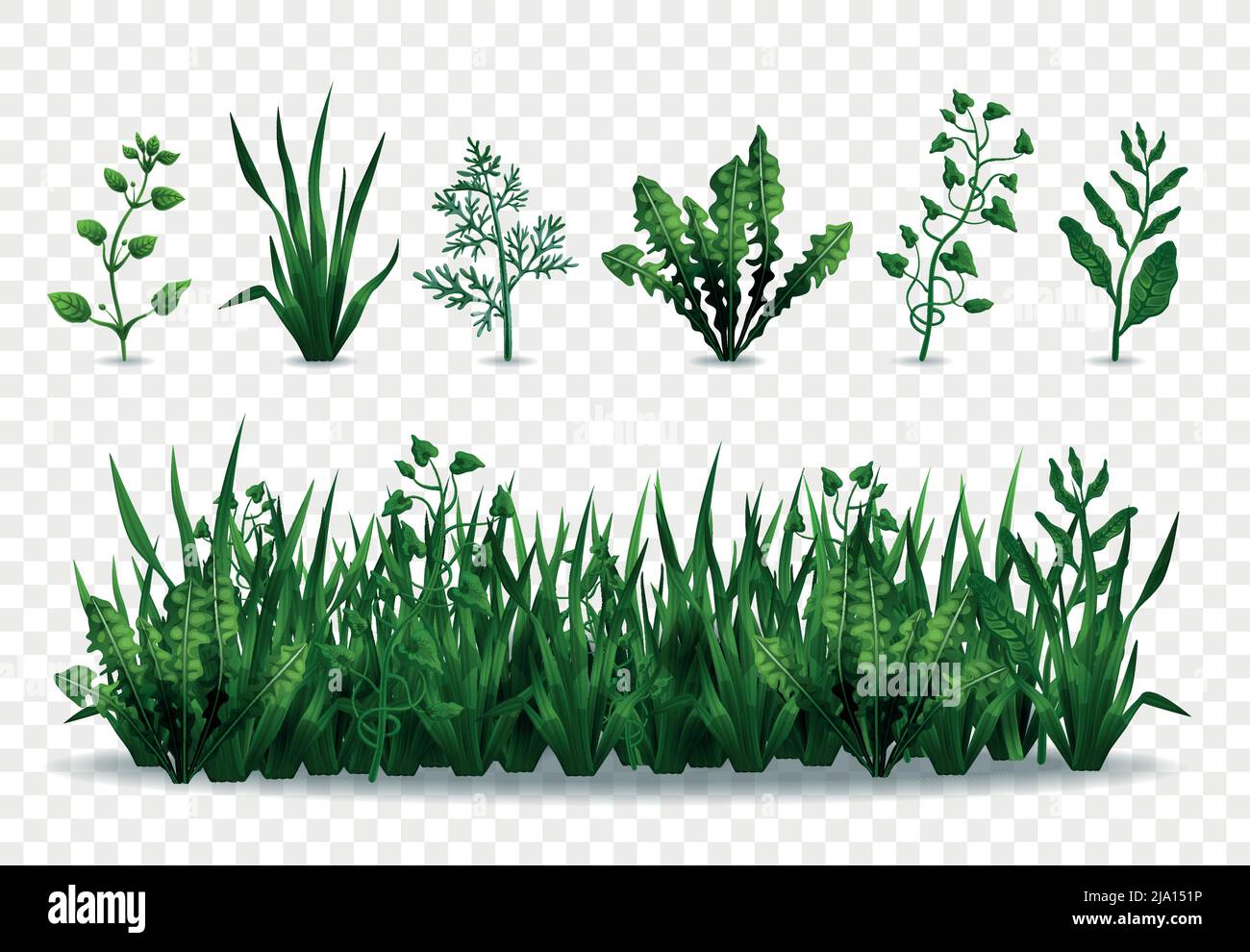 Realistic fresh green grasses and plants isolated on transparent ...
