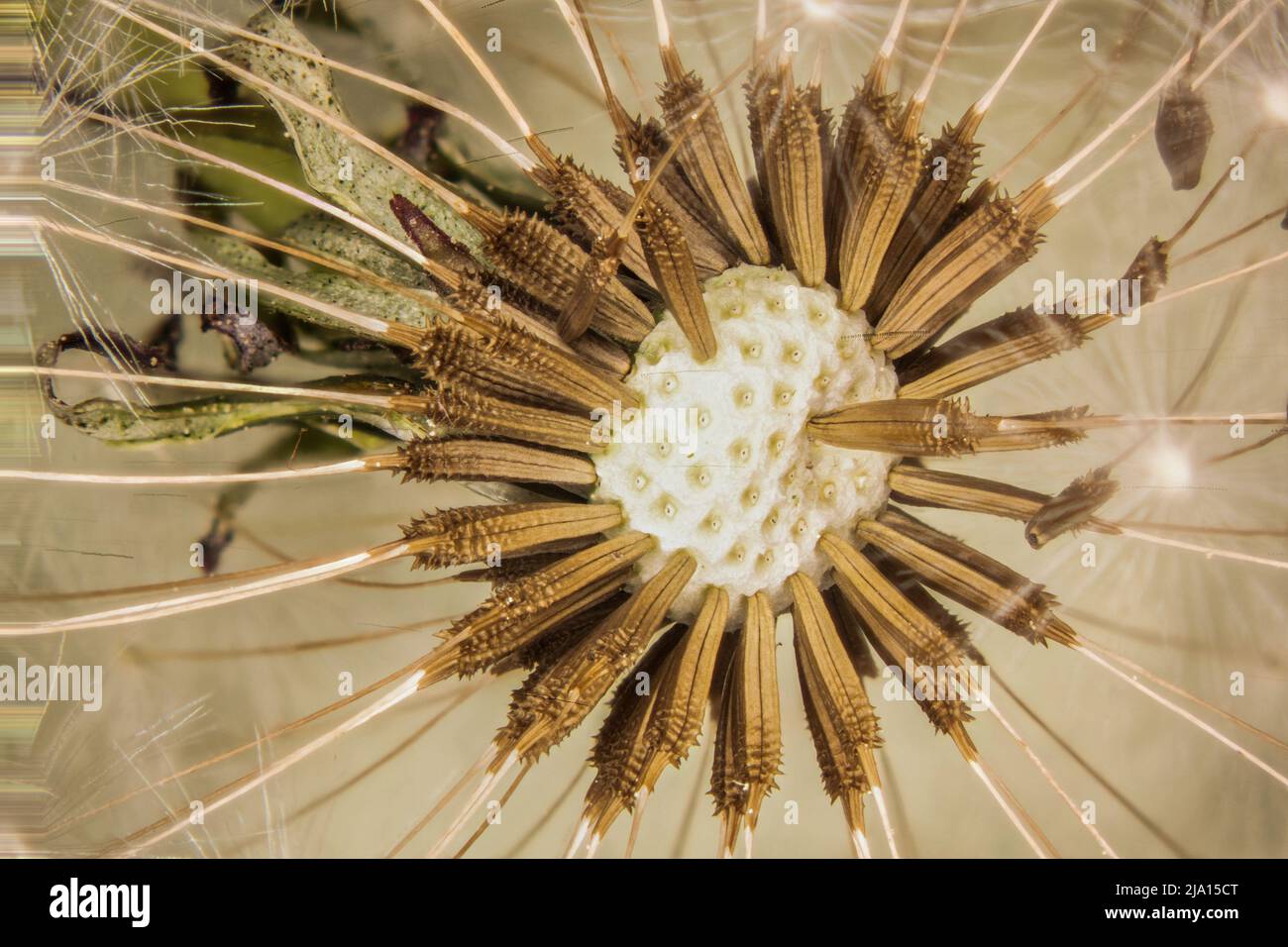 white blowball of a Dandelion Stock Photo - Alamy