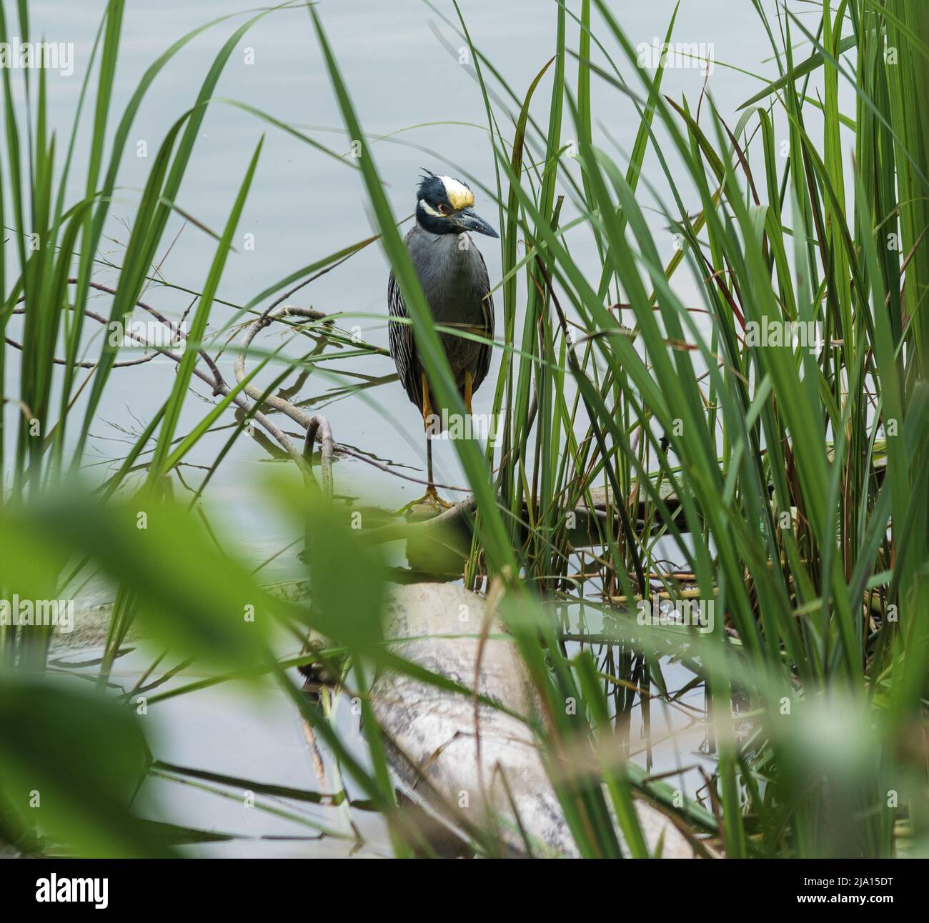 Yellow-Crowned Night Heron Stock Photo - Alamy