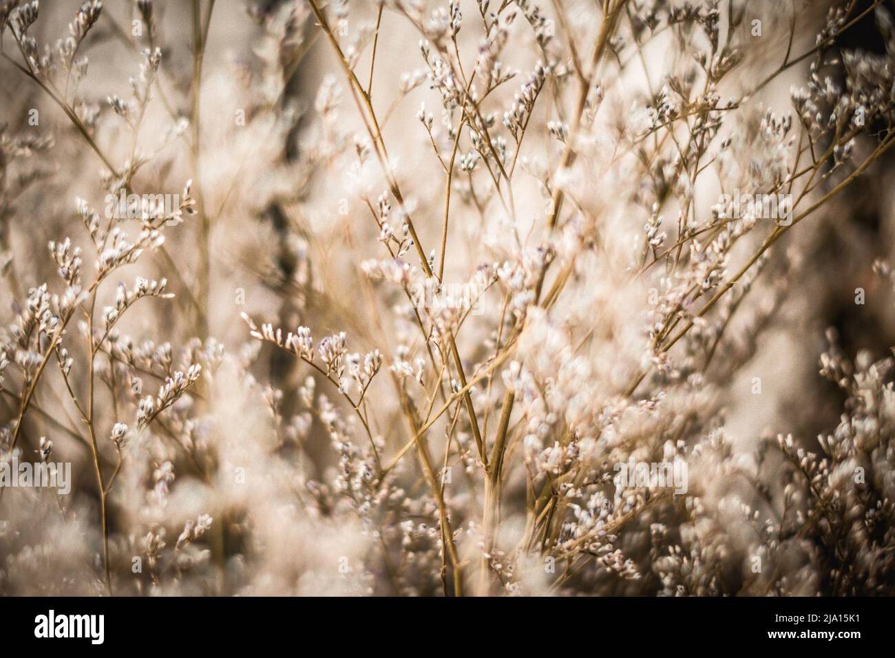 Grass illness hi-res stock photography and images - Alamy