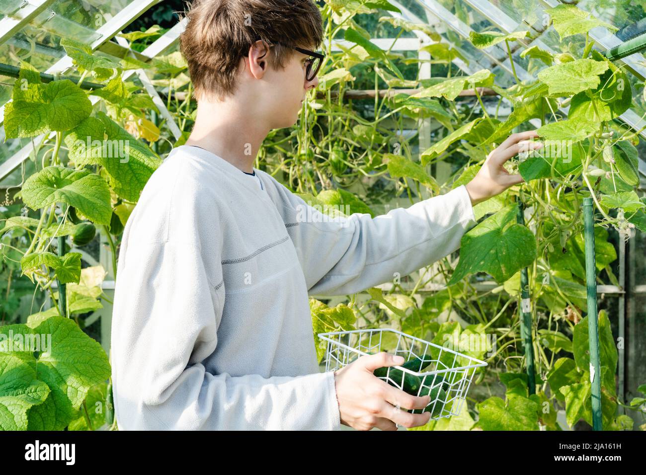 Young man picking harvest of fresh cucumbers in the sunny garden ...