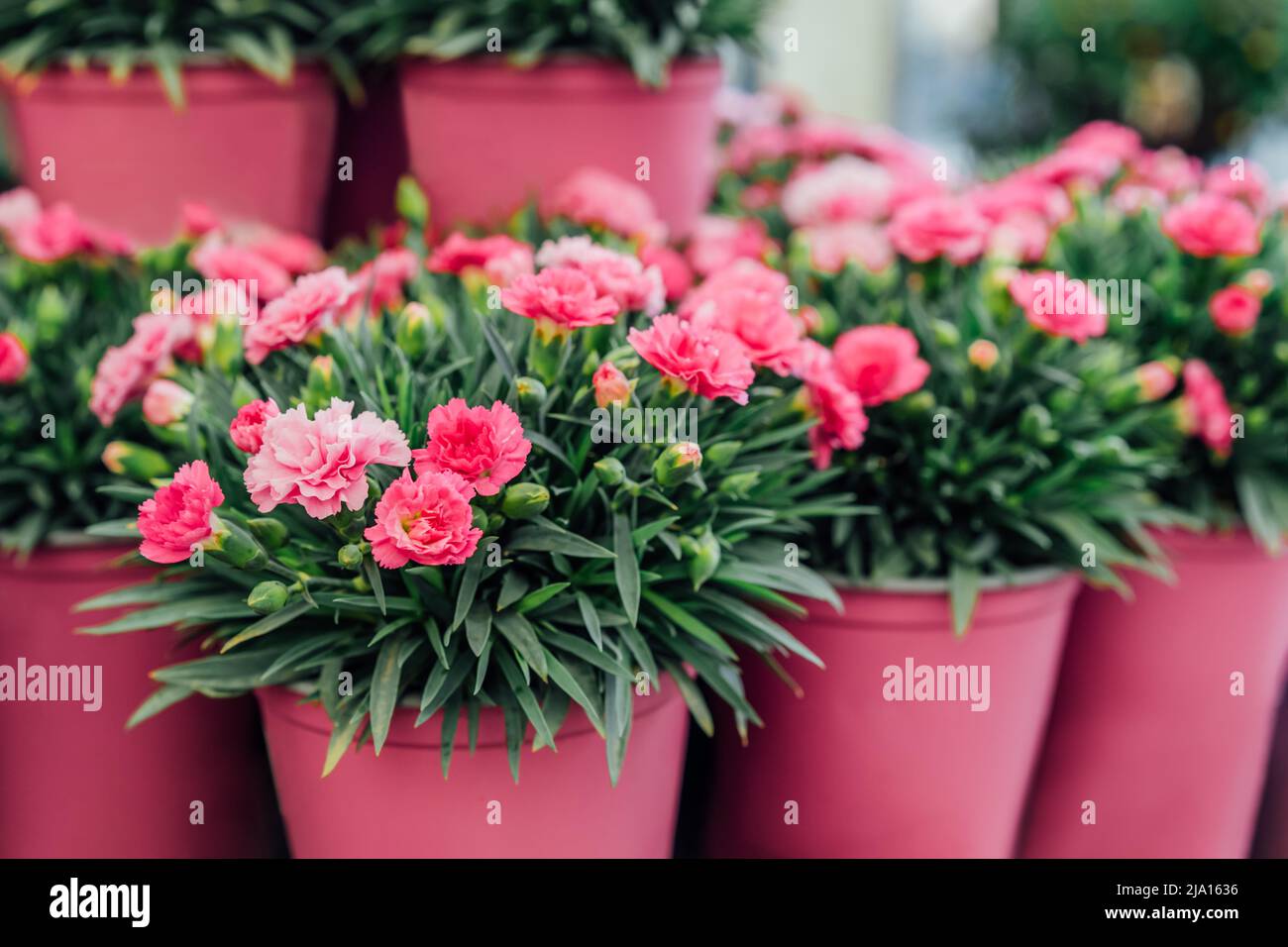 New carnation colors hi-res stock photography and images - Alamy