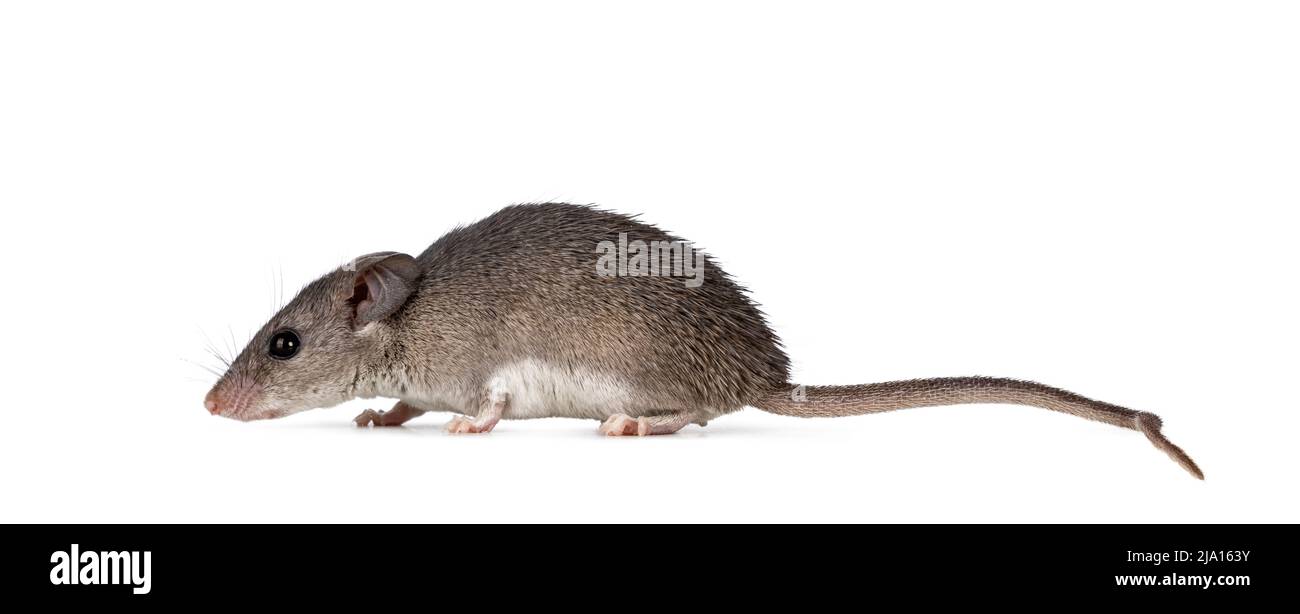 Cute Cairo spiny mouse aka acomys cahirinus, walking side ways ...