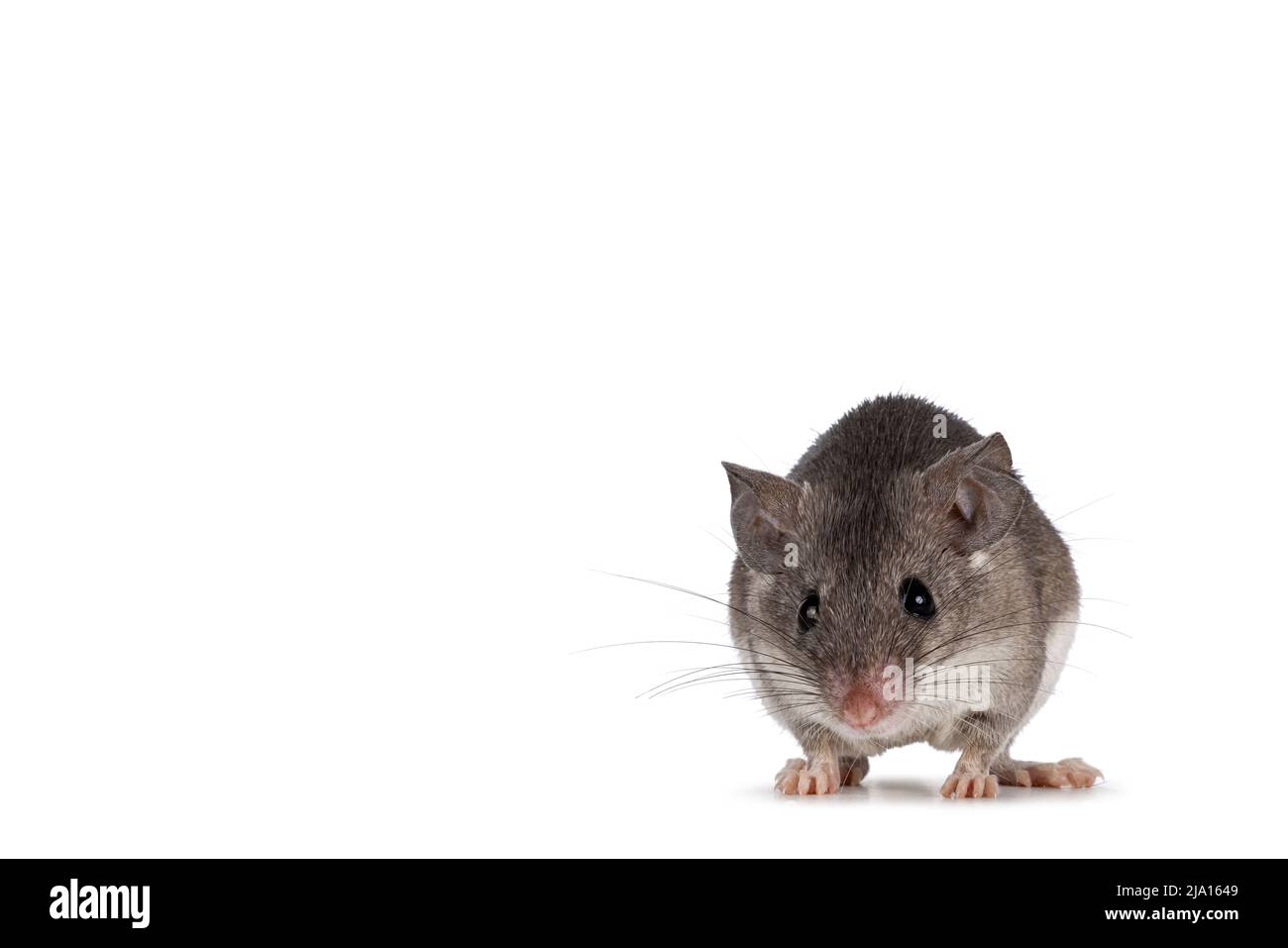 Cute Cairo spiny mouse aka acomys cahirinus, standing facing front ...