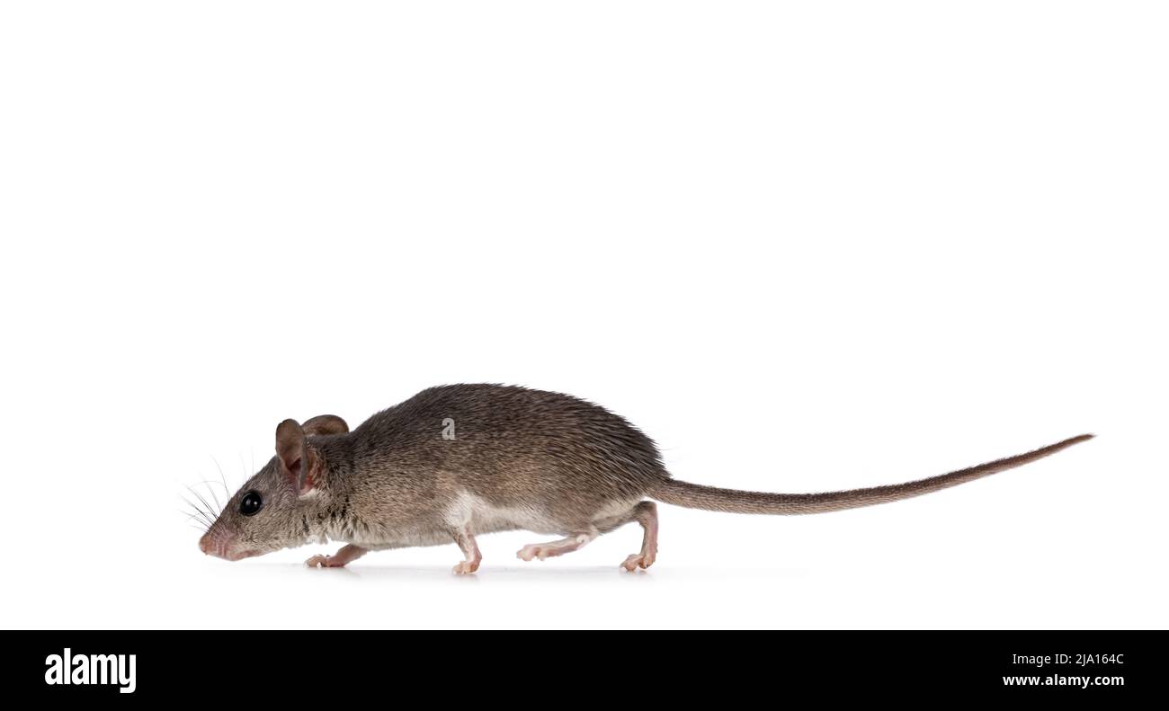 Arabian spiny mouse Cut Out Stock Images & Pictures - Alamy