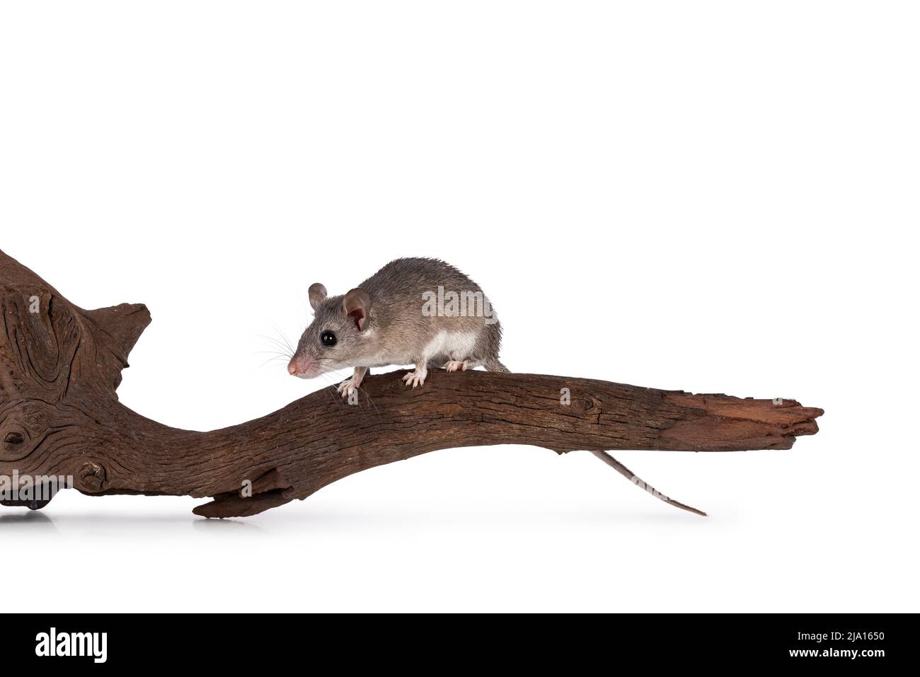 Cute Cairo spiny mouse aka acomys cahirinus, sitting on dried wooden ...