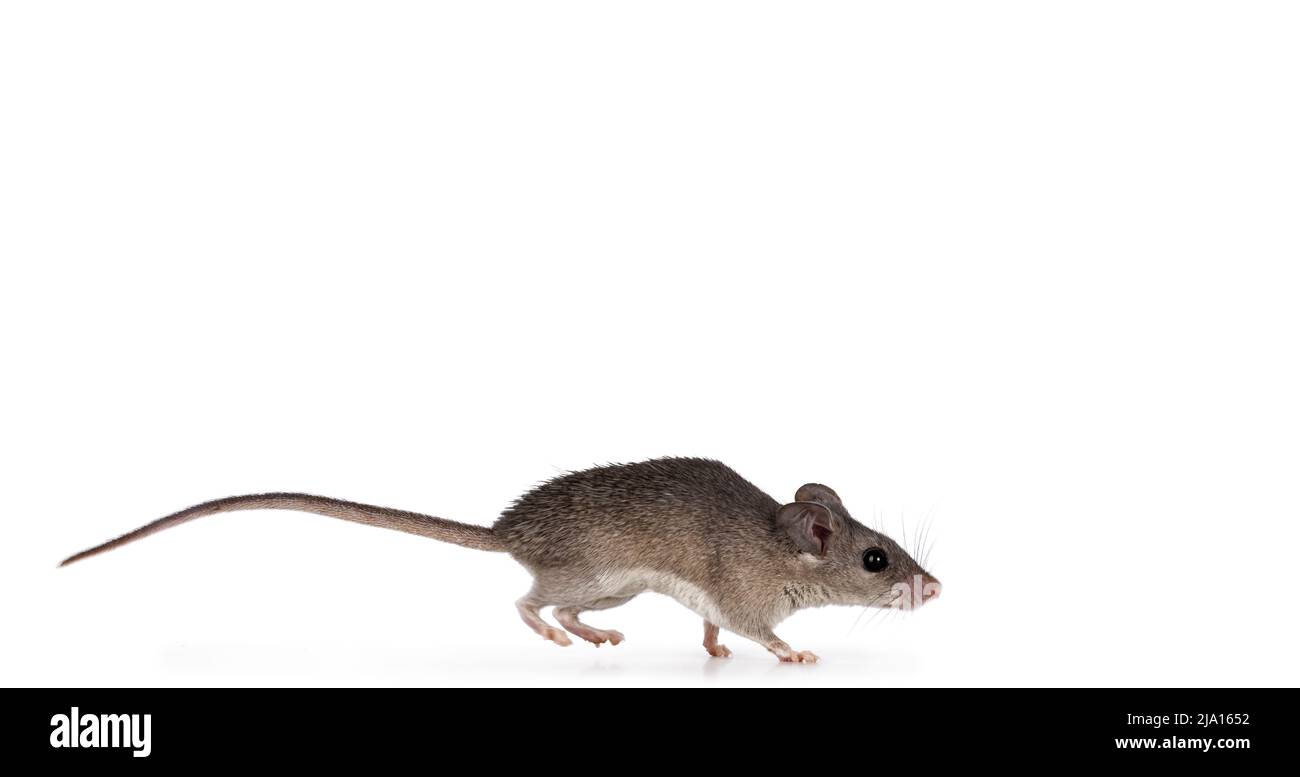 Egyptian spiny mouse Cut Out Stock Images & Pictures - Alamy
