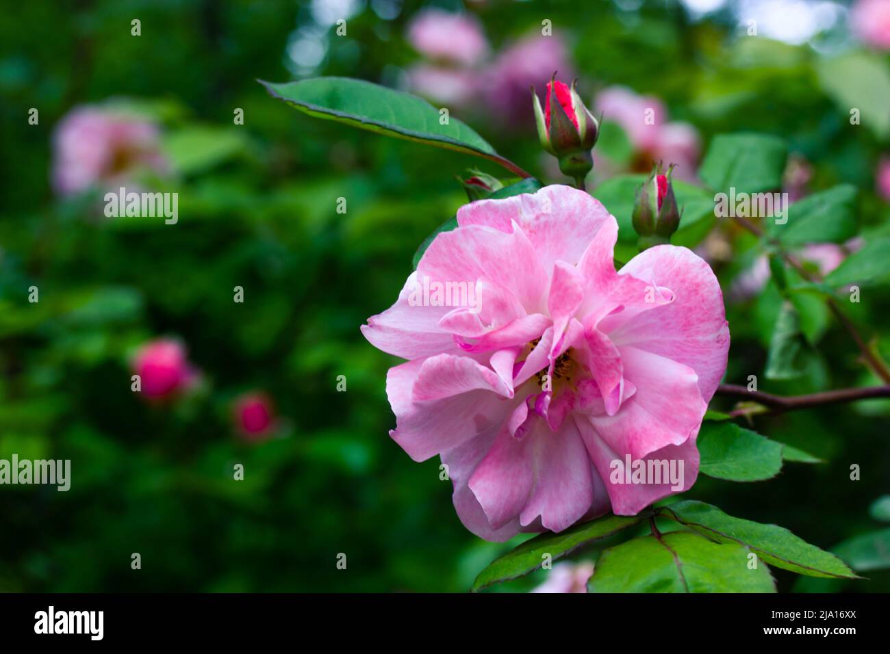 Beautiful open pink rosebud next to a closed buds on a bush in a ...