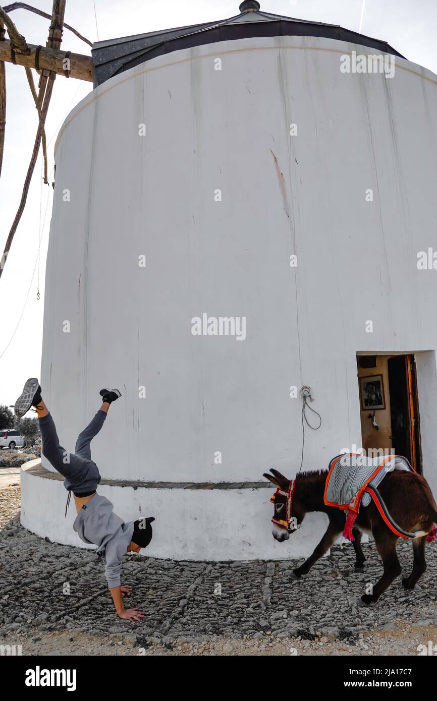 Teenager doing somersaults next to a scared donkey in front of an old ...