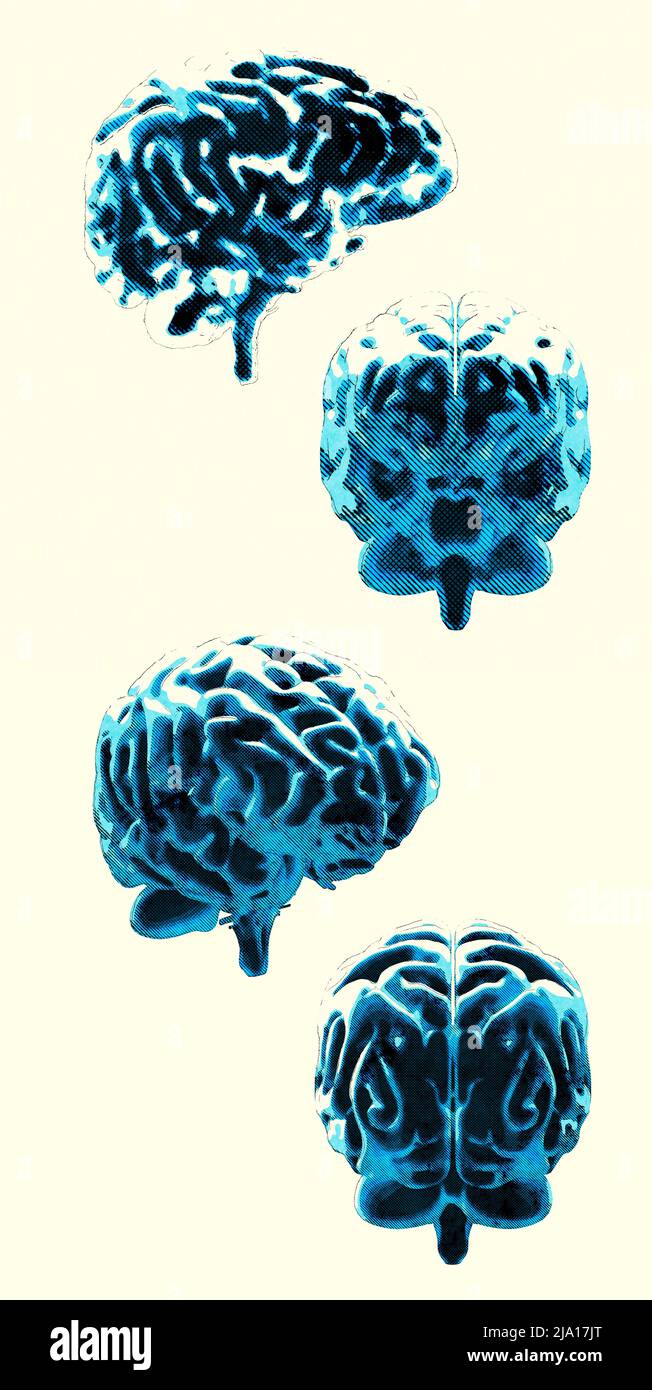 How the brain works. Front, side and back view of the brain. Synapses ...