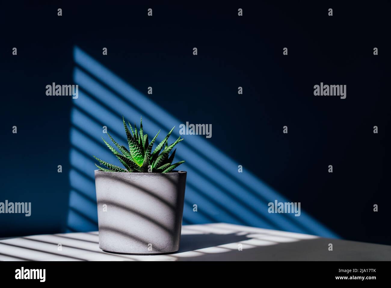 Green succulent in concrete plant pot with decorative shadows on a blue ...