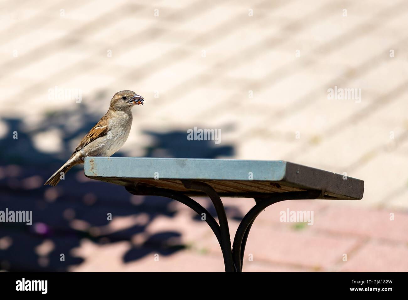 Sparrow. Brown sparrow eating insects in the park of the Rosaleda del ...