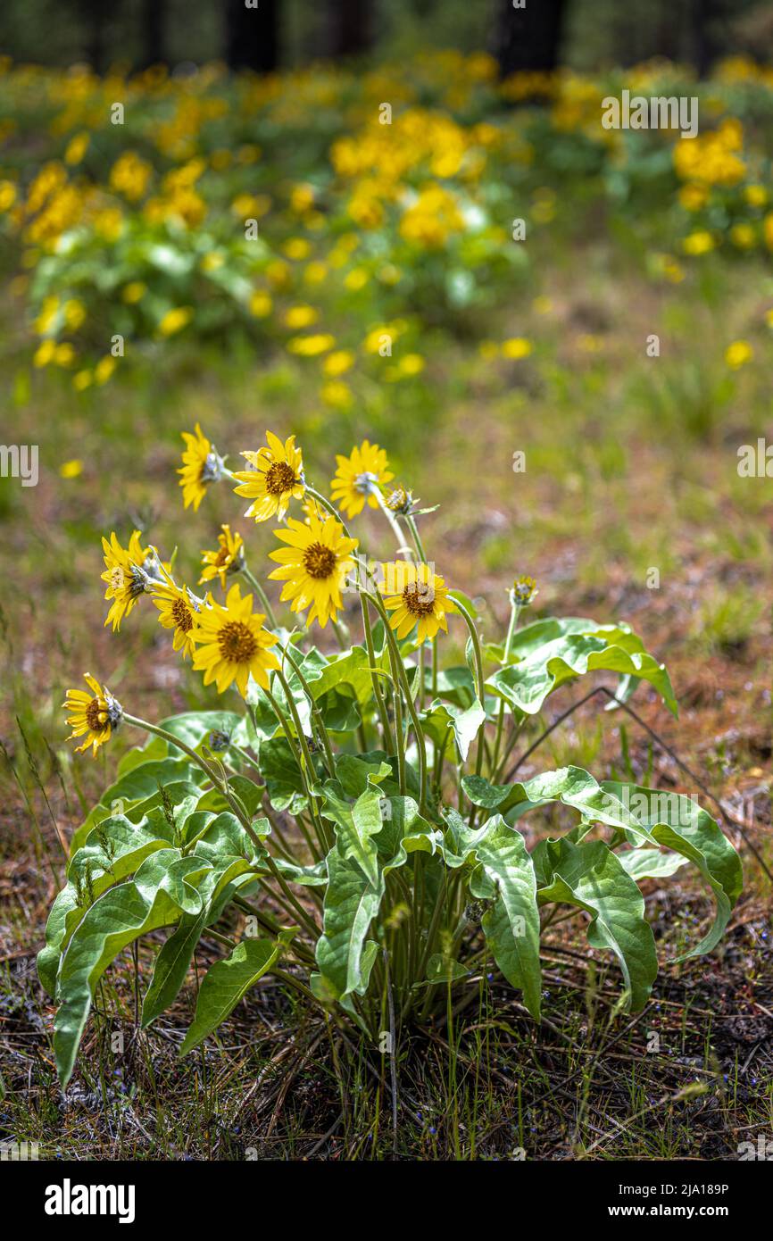 Flowering Arrowleaf Balsamroot (Balsamorhiza sagittata) in Turnbull ...