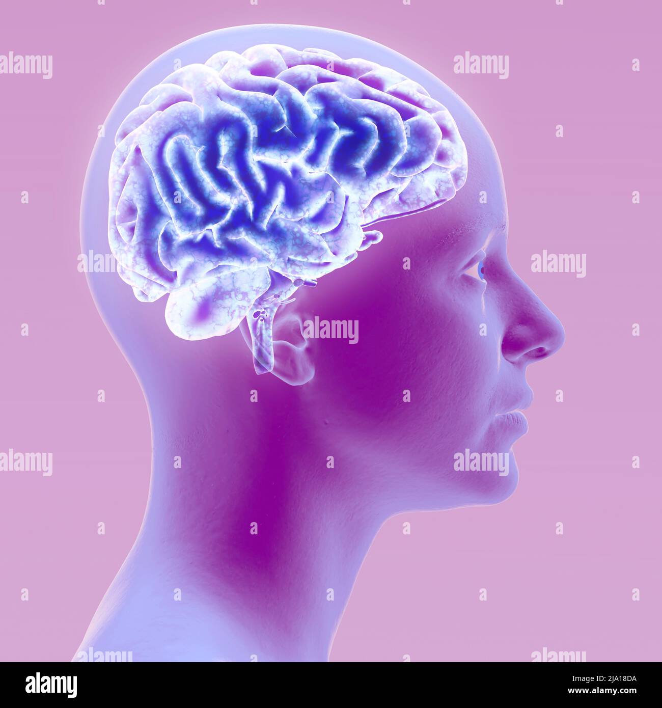 Synapse connections. Structure that permits a neuron (or nerve cell) to ...