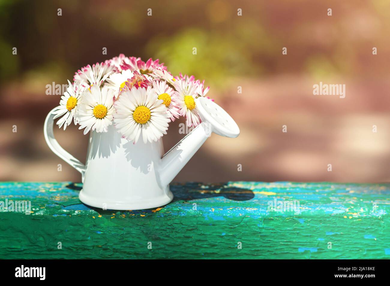 Flower composition. White-pink flowers in a mini watering can on a blue ...