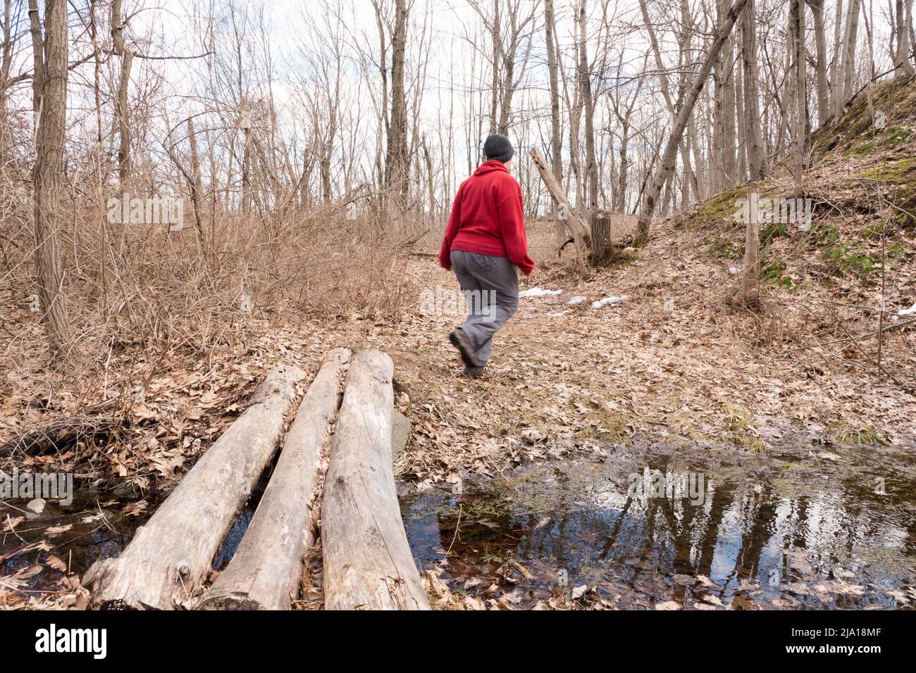 Woman hiking over a log bridge on a cloudy early spring day in New ...