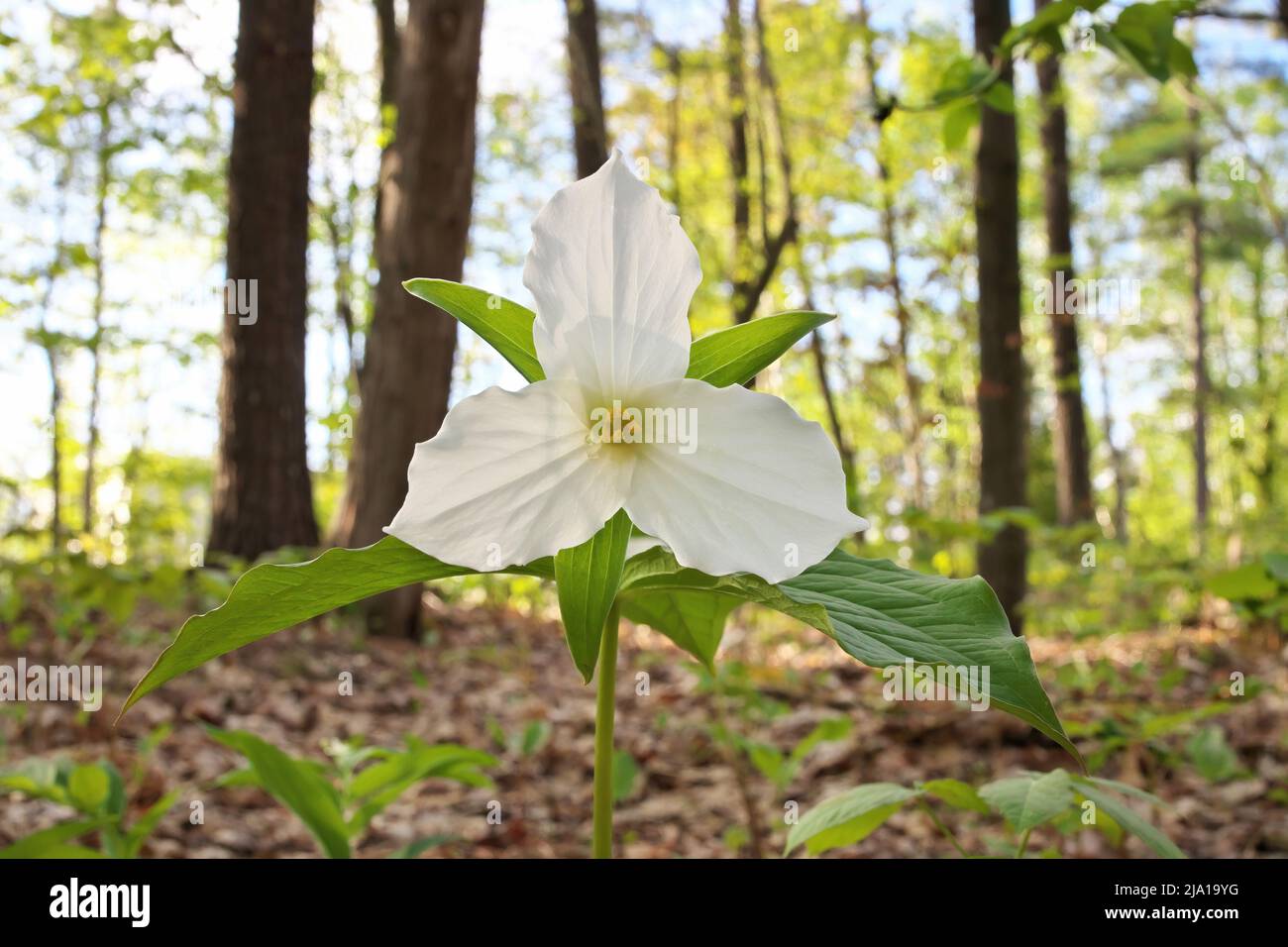 Low Angle Close Up of A Great White Trillium in the Woods in Spring in ...
