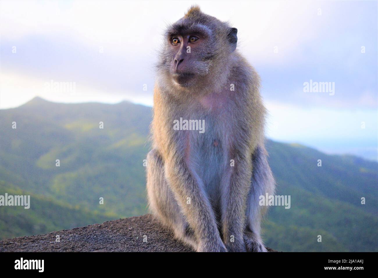 Mauritius wild animals hi-res stock photography and images - Alamy