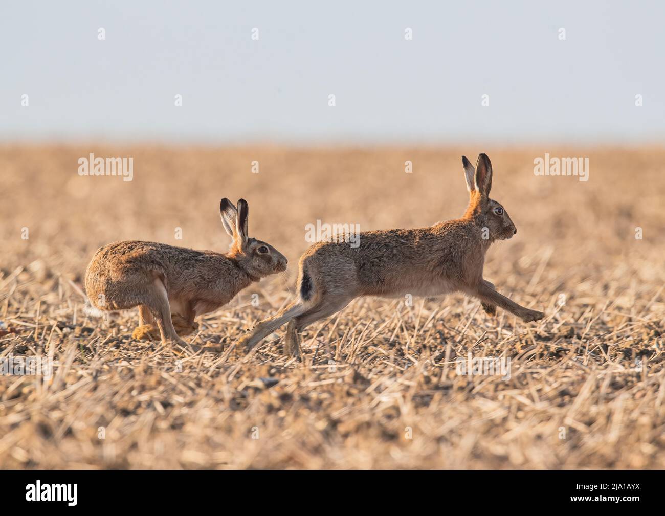 Mad March Hares, showing courtship behaviour, with a female getting ...