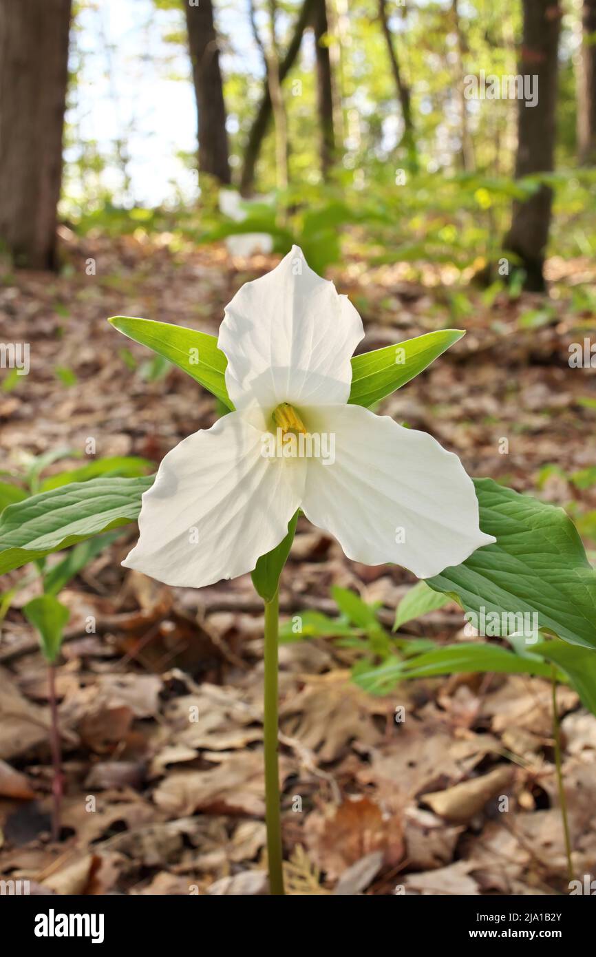 Low Angle Close Up of A Great White Trillium in the Woods in Spring in ...
