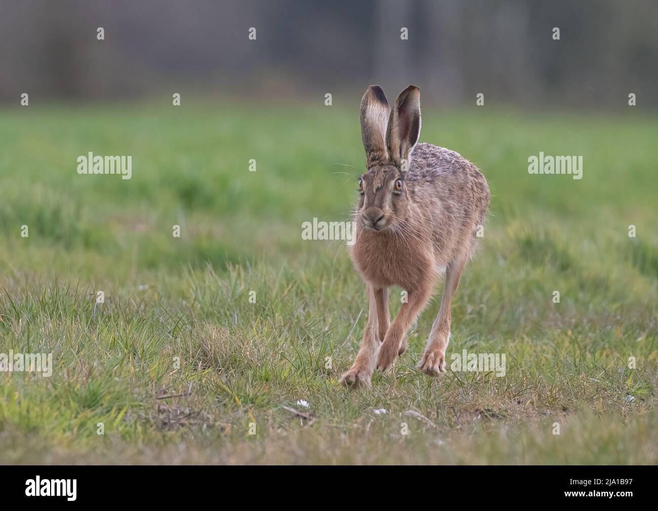 Leaning in on the the curve a Brown Hare , accelerating round a corner ...