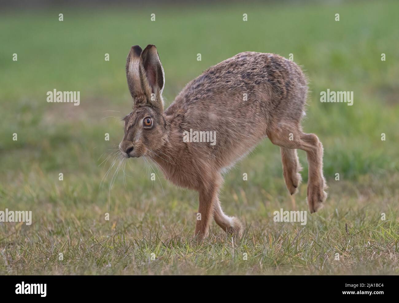 A close encounter of a big , strong healthy Brown Hare bounding in ...