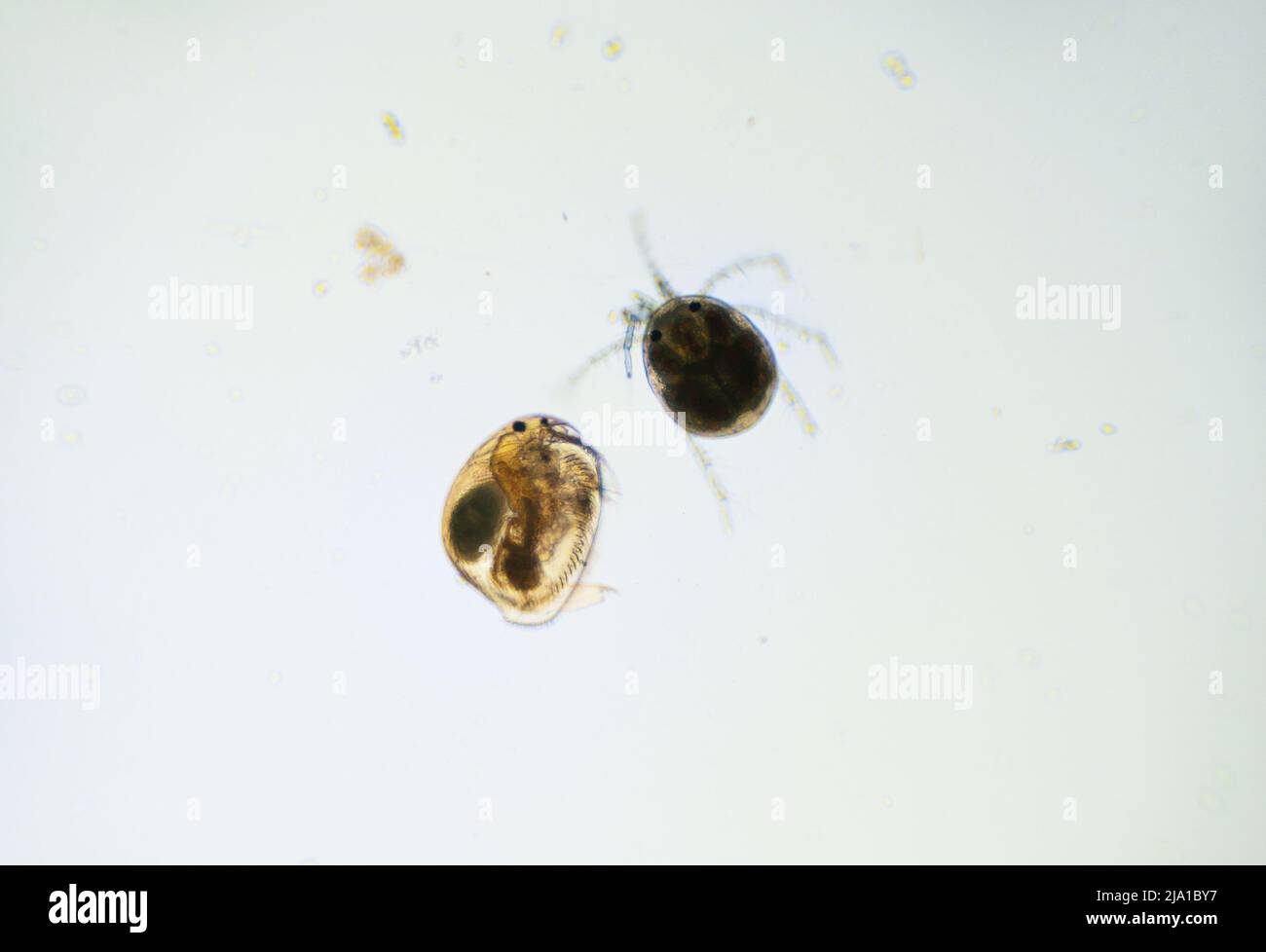 Microscopic Pond Water Bugs