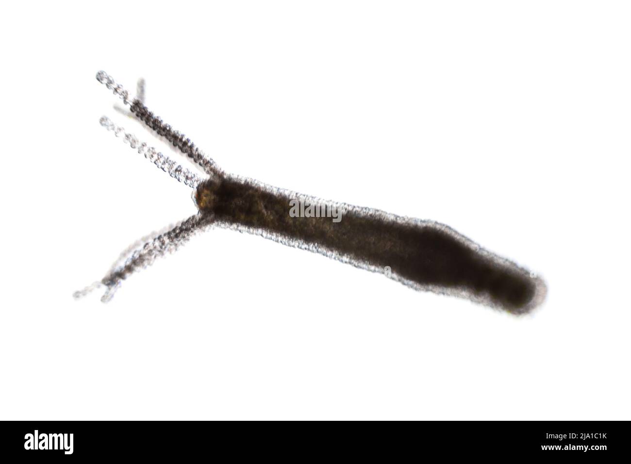 Hydra vulgaris under a light microscope, freshwater hydra taken from ...