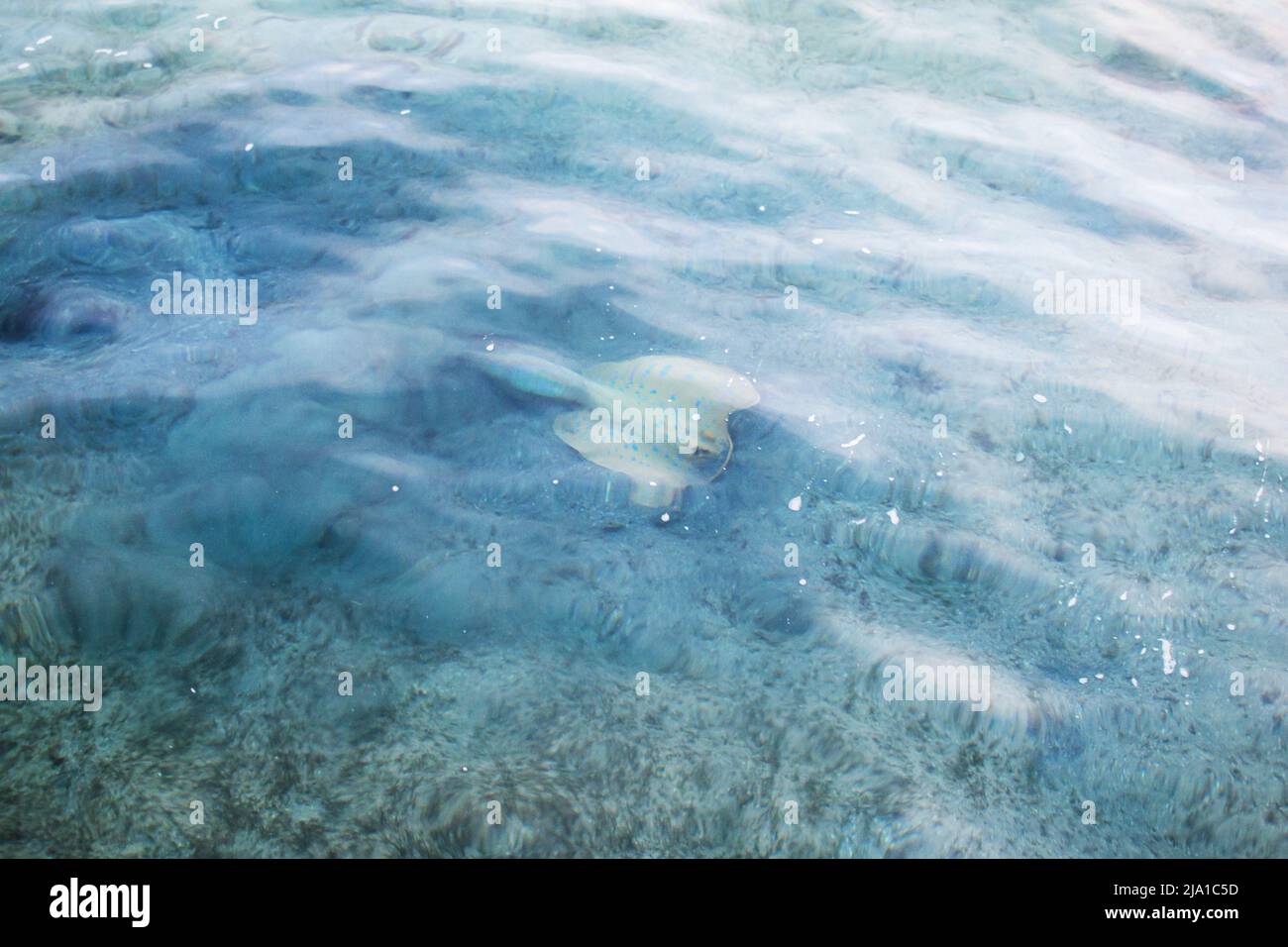 Bluespotted ribbontail ray, Taeniura lymma, fish in the Egypt Red Sea ...