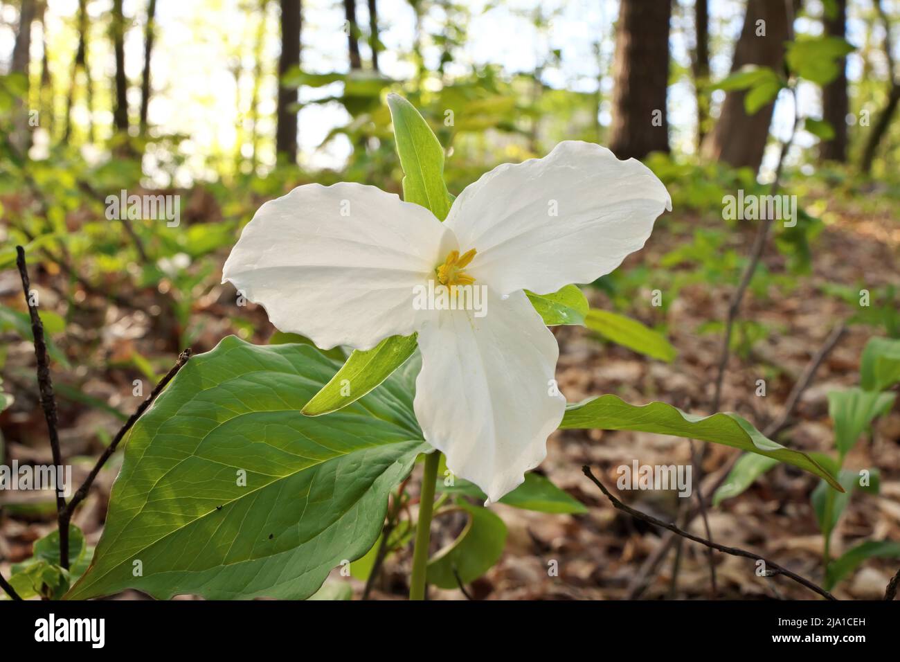 Low Angle Close Up of A Great White Trillium in the Woods in Spring in ...