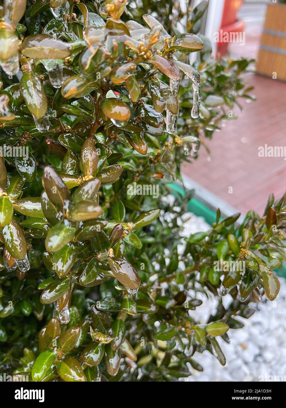 Glazed frost coating green leafs of a plant outdoors Stock Photo - Alamy