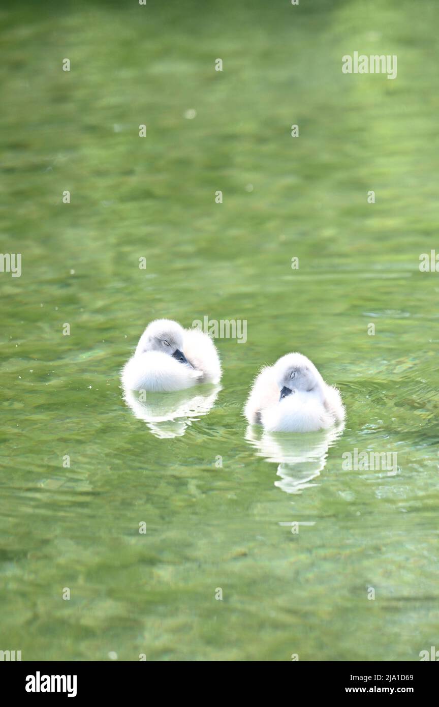 Vienna, Austria. Swan chicks (Cygnus olor) in the Floridsdorf water ...