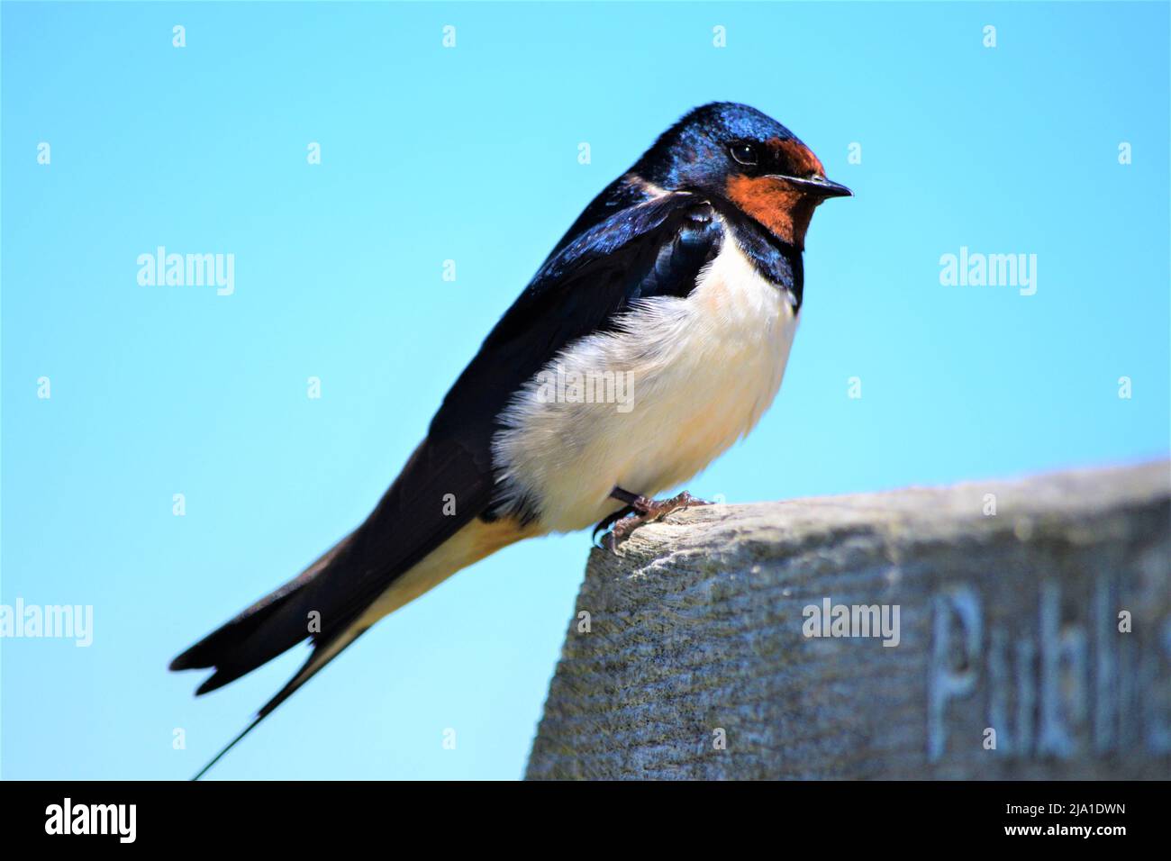 Common swallow hi-res stock photography and images - Alamy