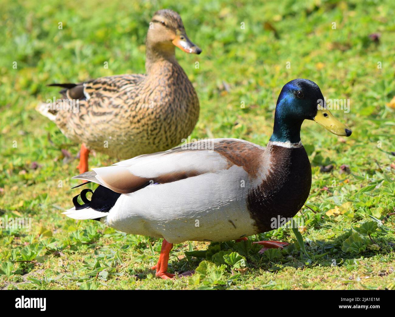 Mallard (Anas platyrhynchos) female and male Stock Photo - Alamy