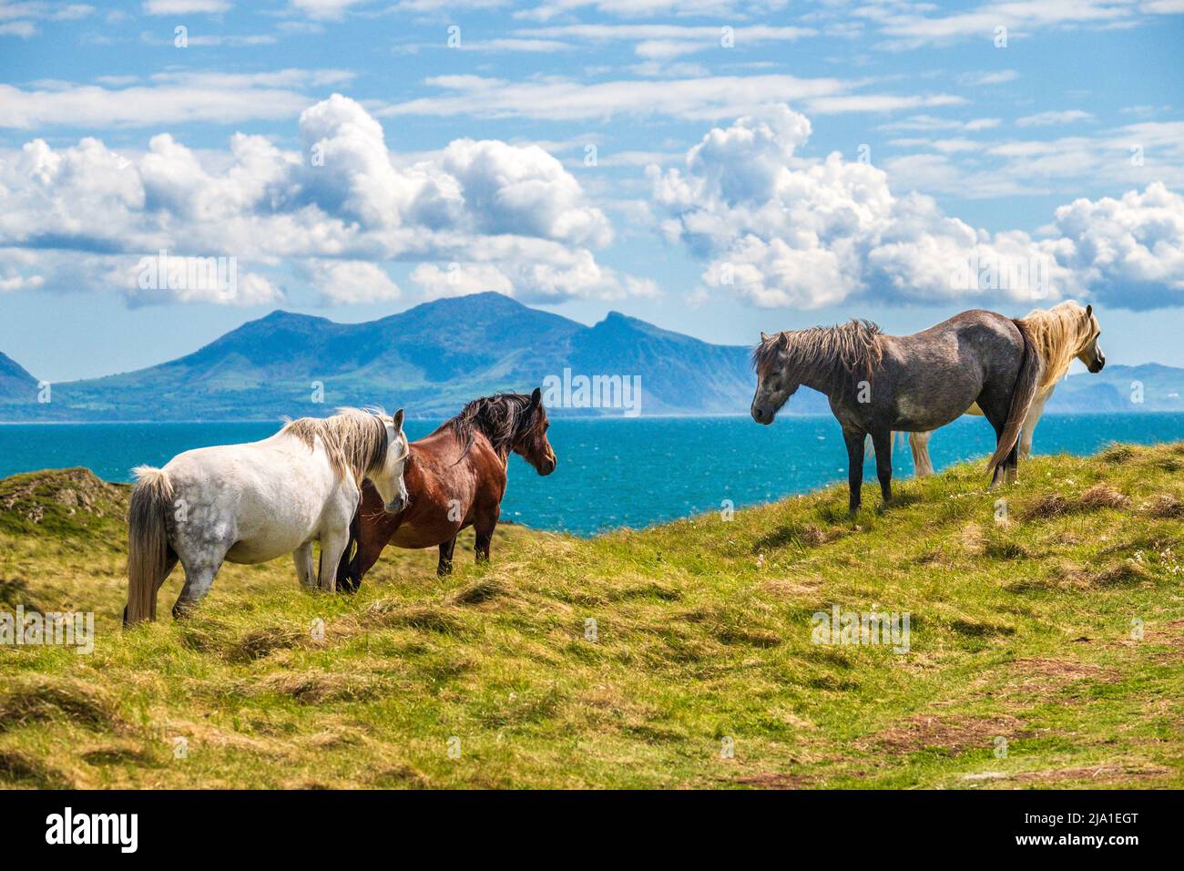 Semi wild ponies, Llanddwyn Island near Newborough on Anglesey, Wales ...
