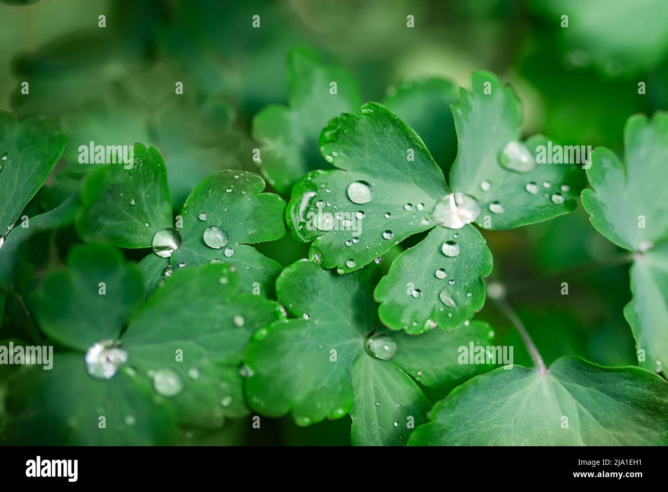 Beautiful large drop morning dew in nature, selective focus. Drops of ...