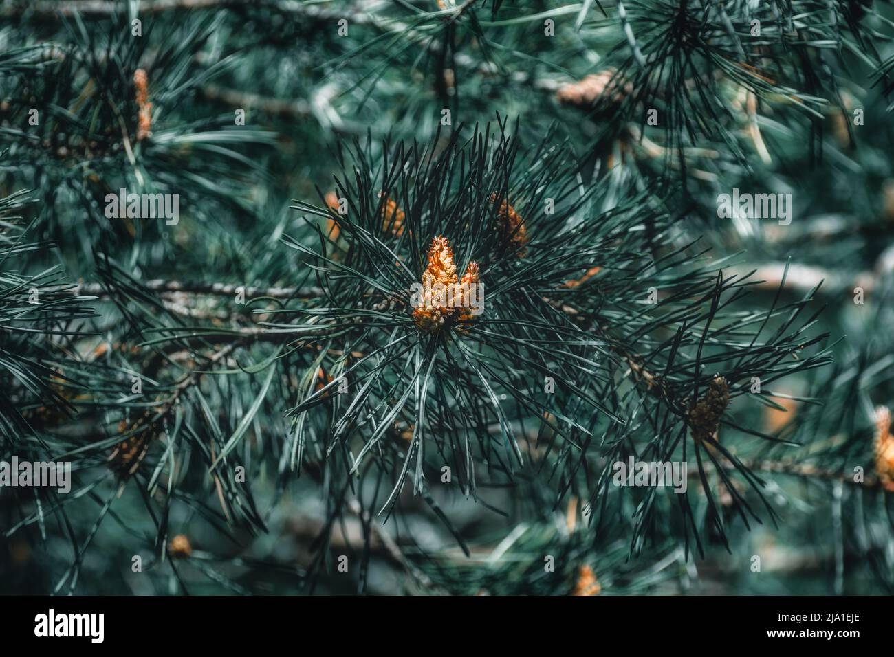 Young pine cone in the rays of spring sun. I have it exactly at eye ...
