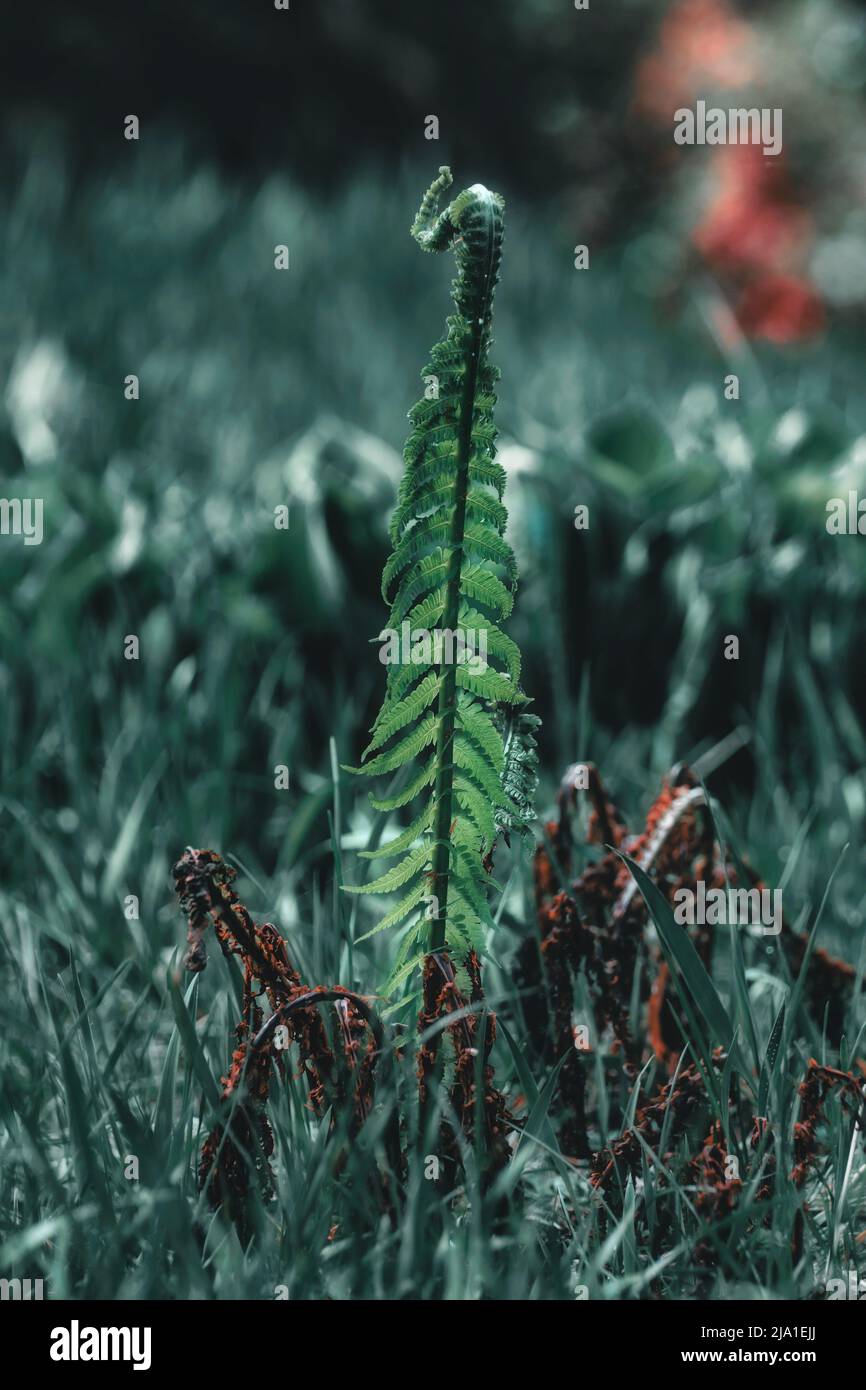 Young fern surrounded by old ferns from the last season Stock Photo - Alamy
