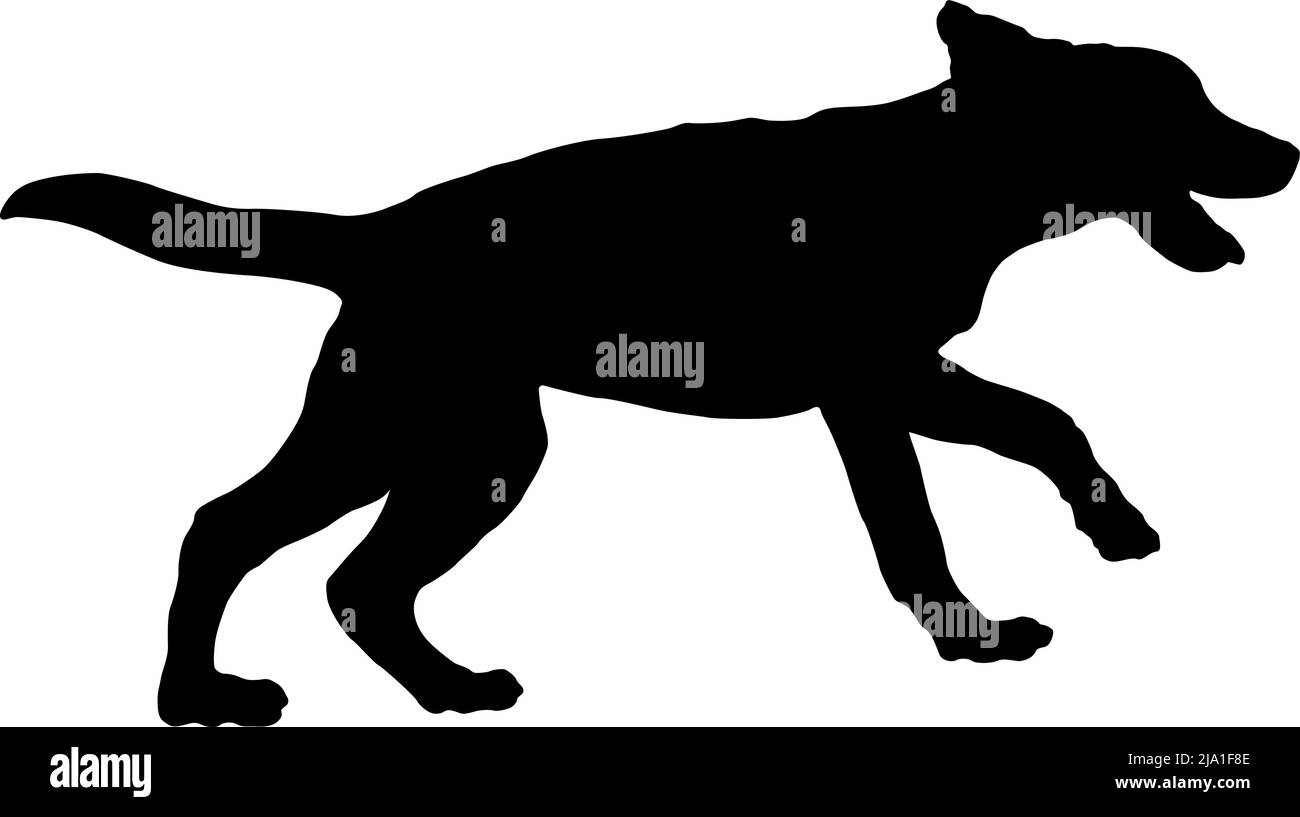Running labrador retriever puppy. Black dog silhouette. Pet animals ...