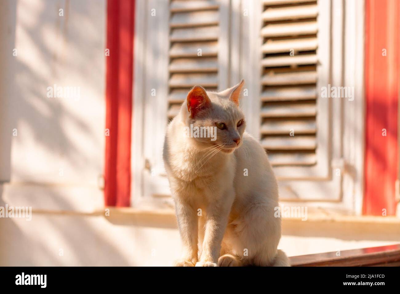A white stray cat of Istanbul. Portrait of a stray cat from Buyukada ...