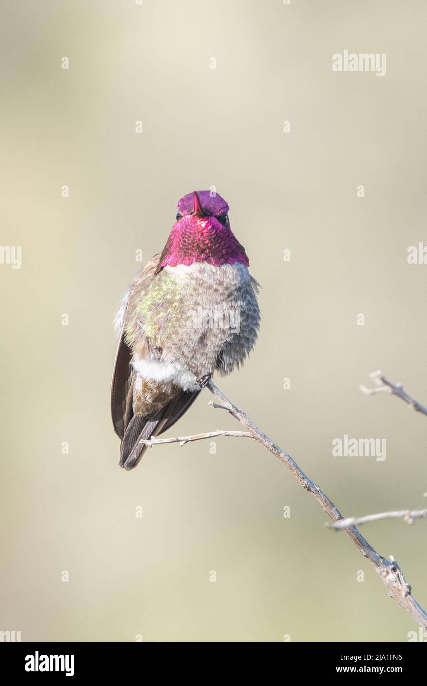 Anna's hummingbird (Calypte anna) in California showing off the red ...