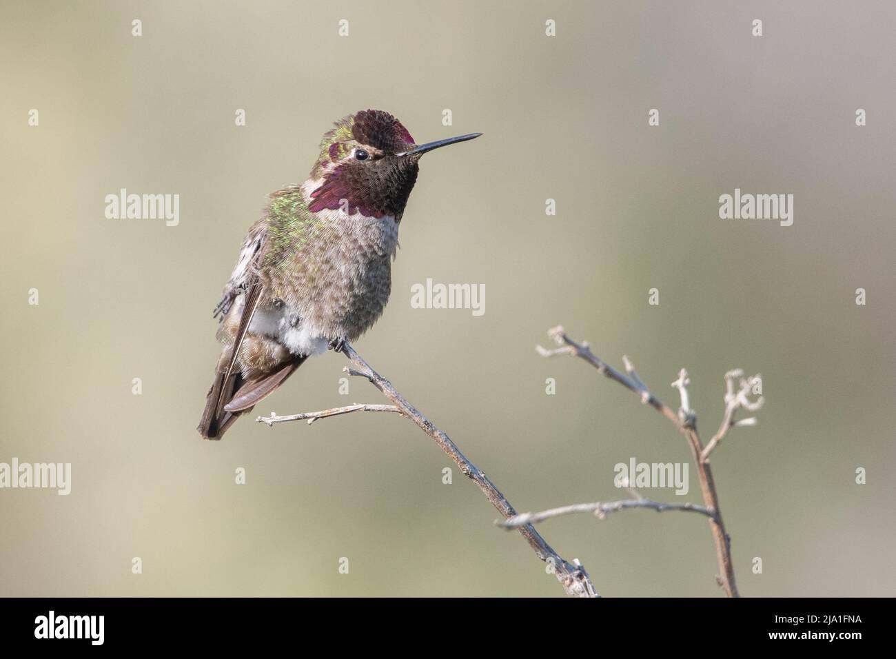 Hummingbird east coast hi-res stock photography and images - Alamy