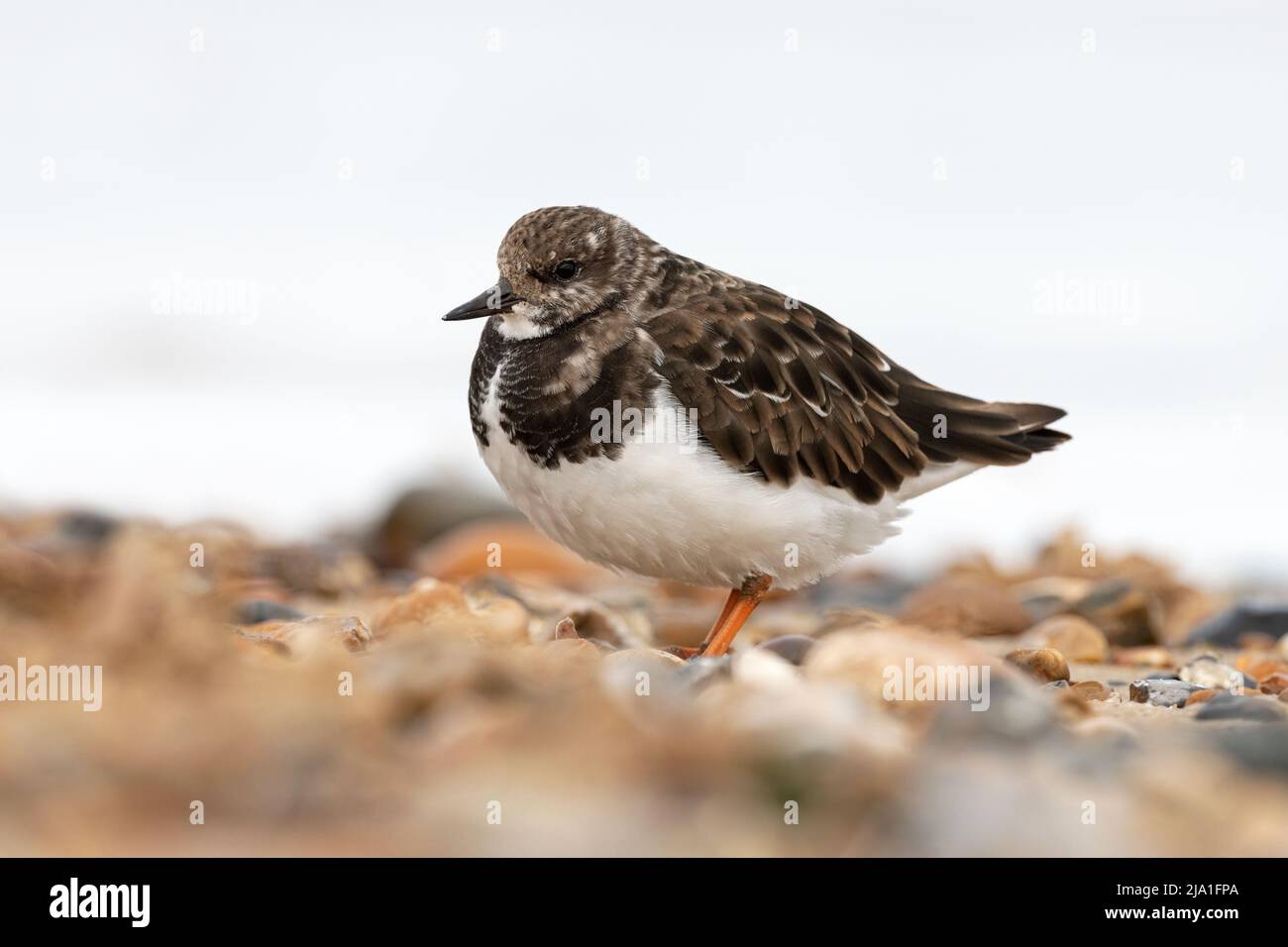 Non resident bird hi-res stock photography and images - Alamy