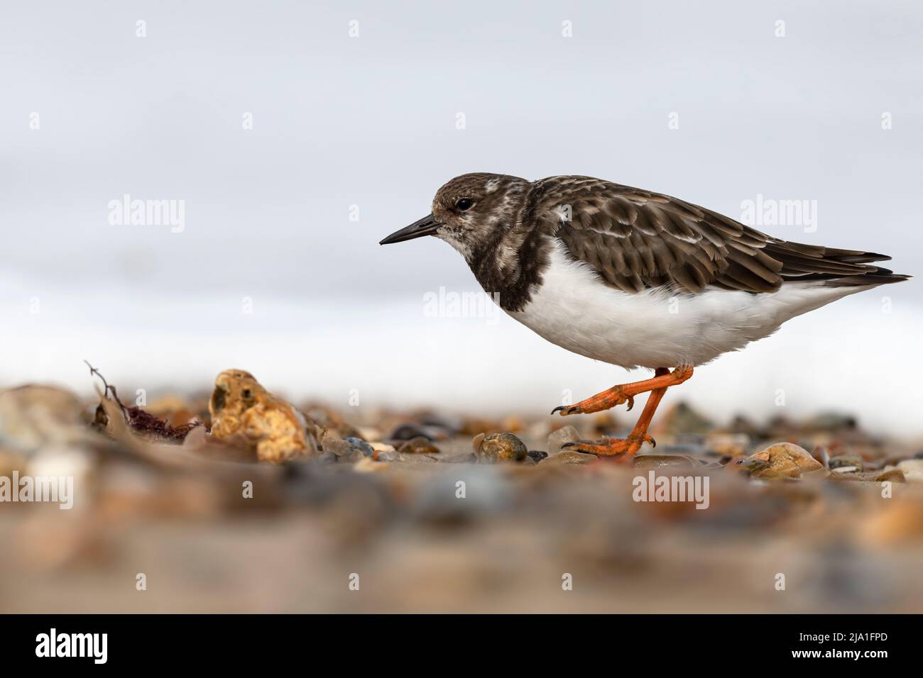 Non resident bird hi-res stock photography and images - Alamy