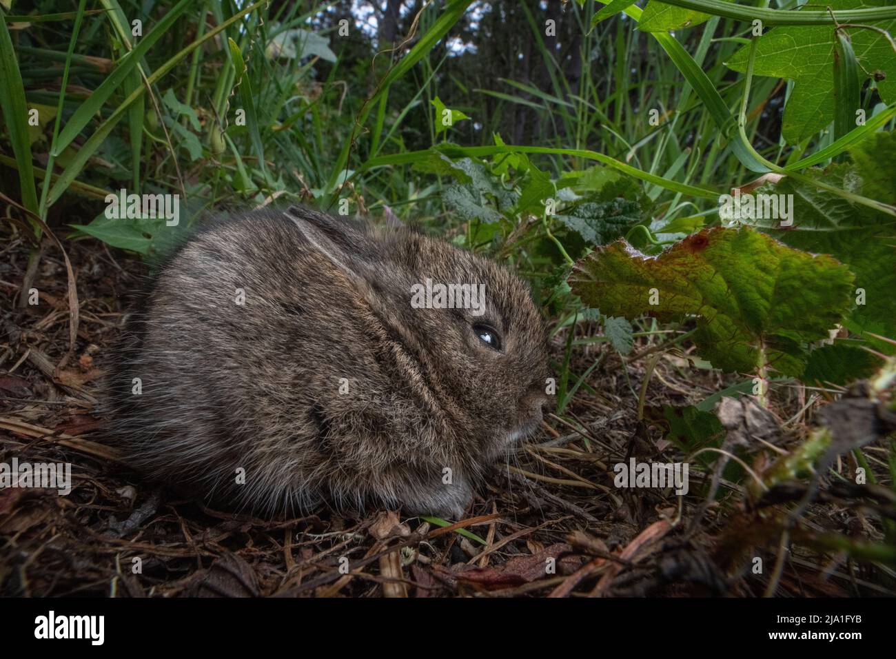 A baby or kit brush rabbit (Sylvilagus bachmani) hidden in the ...