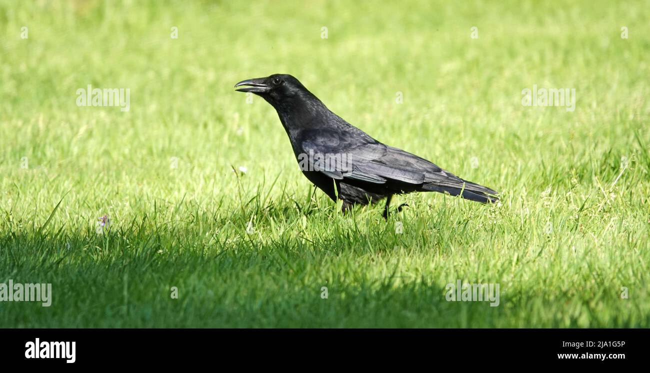 Black Carrion crow or Corvus corone searching for food in a meadow ...