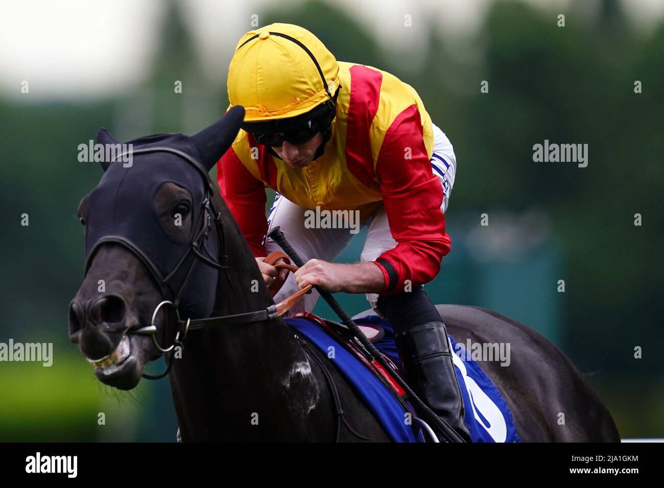 John leeper horse hi-res stock photography and images - Alamy