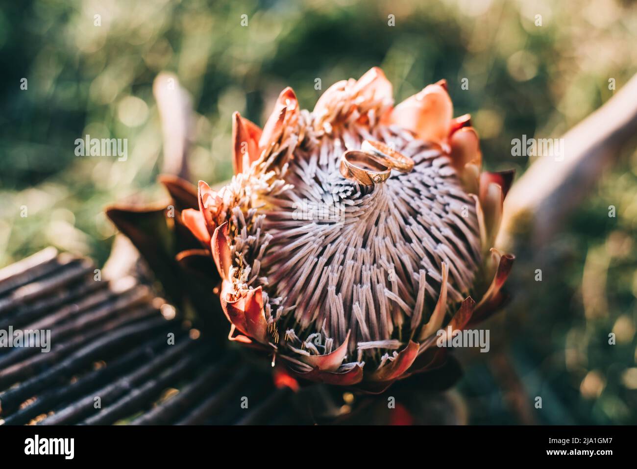 Protea background hi-res stock photography and images - Alamy