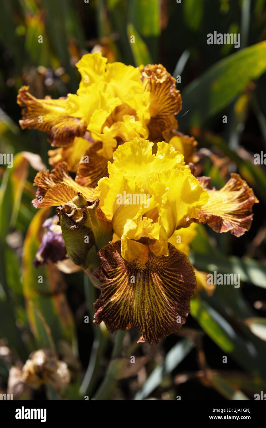 Jitterbug hi-res stock photography and images - Alamy